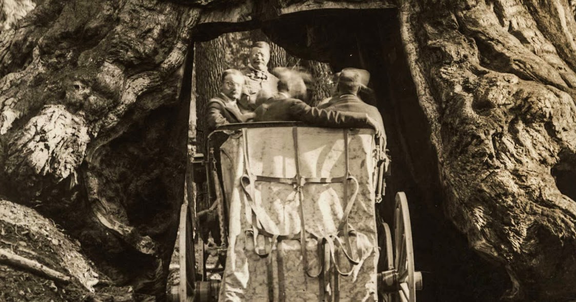 Just A Car Guy: President Theodore Roosevelt at the Wawona Tunnel Tree ...