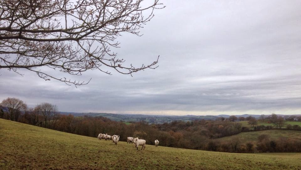Usk Chirps: Springdale Farm Nature Reserve