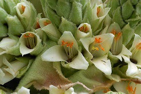 Real Monstrosities: Queen of the Andes