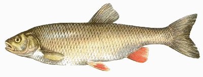 Les Pêcheurs du Réolais: Presentation