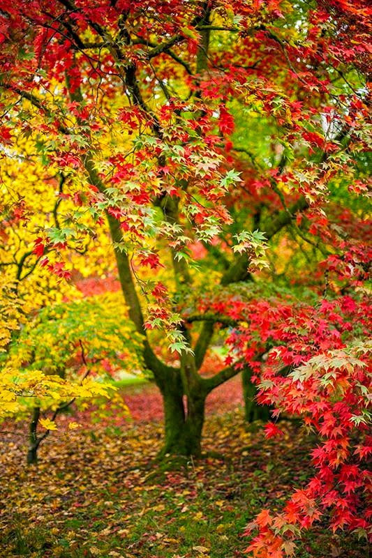 Picturesque Trees ~ Stunning nature