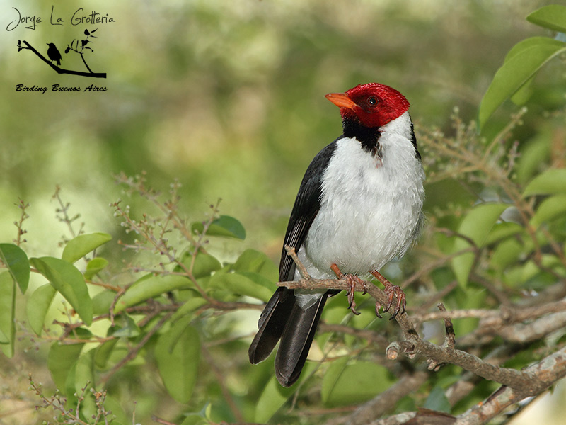 BIRDING BUENOS AIRES: Urban Reserves