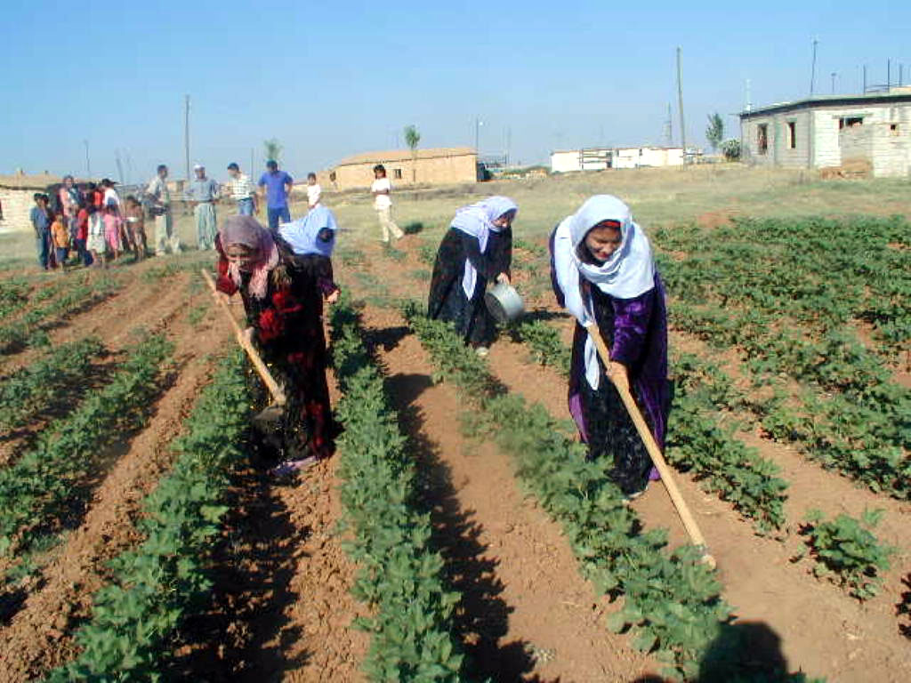TARLA RESİMLERİ-Manzaralar