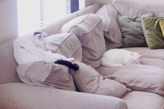 Our New One-Eared Cat: Yack the Black Tail. Adventures in Stray Adoption.