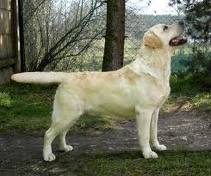 LABRADOR 99 LA SUTA: Tipuri de labradori