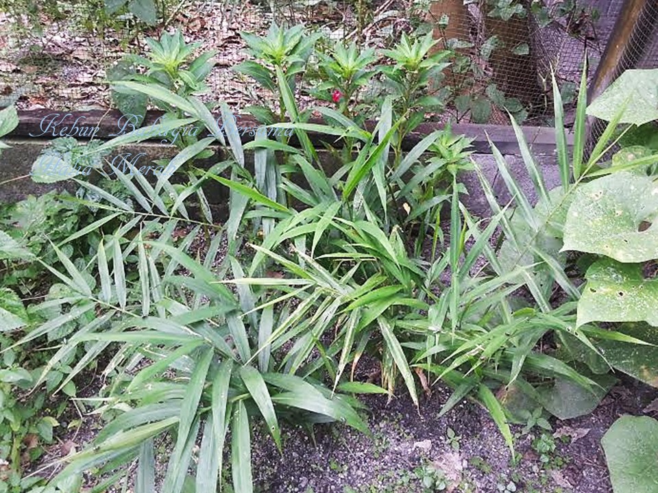 Kebun Bahagia Bersama: Umbisi Halia Udang