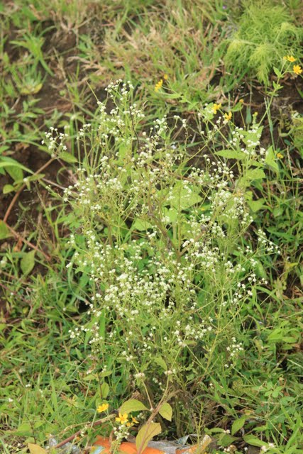 Avi's Wanderlust: Kaas - Plateau of Flowers