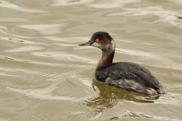 Woods Walks and Wildlife: Grebes, Herons, and More at the Marsh
