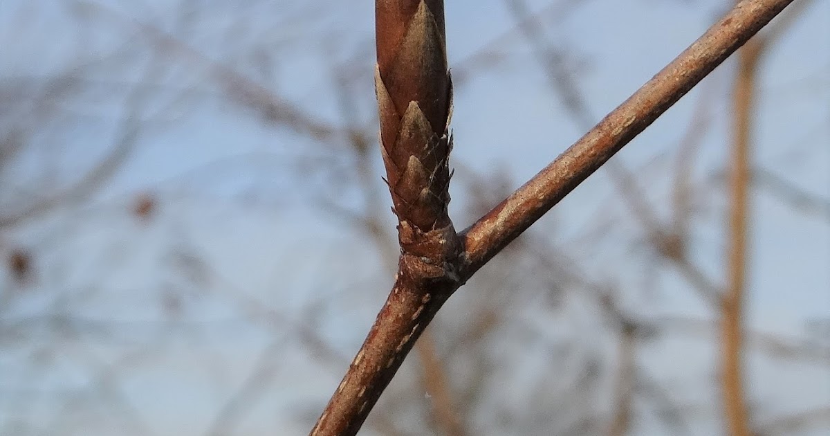 oog voor de natuur: Knop van beuk (Fagus sylvatica).