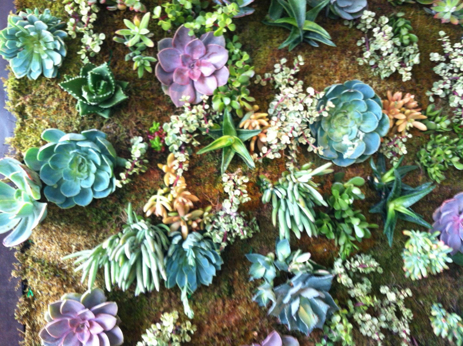 Interview with Chef Marcela Valladolid - The Crafty Chica