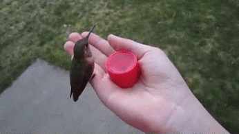 Save birds - From(For) Facebook Status