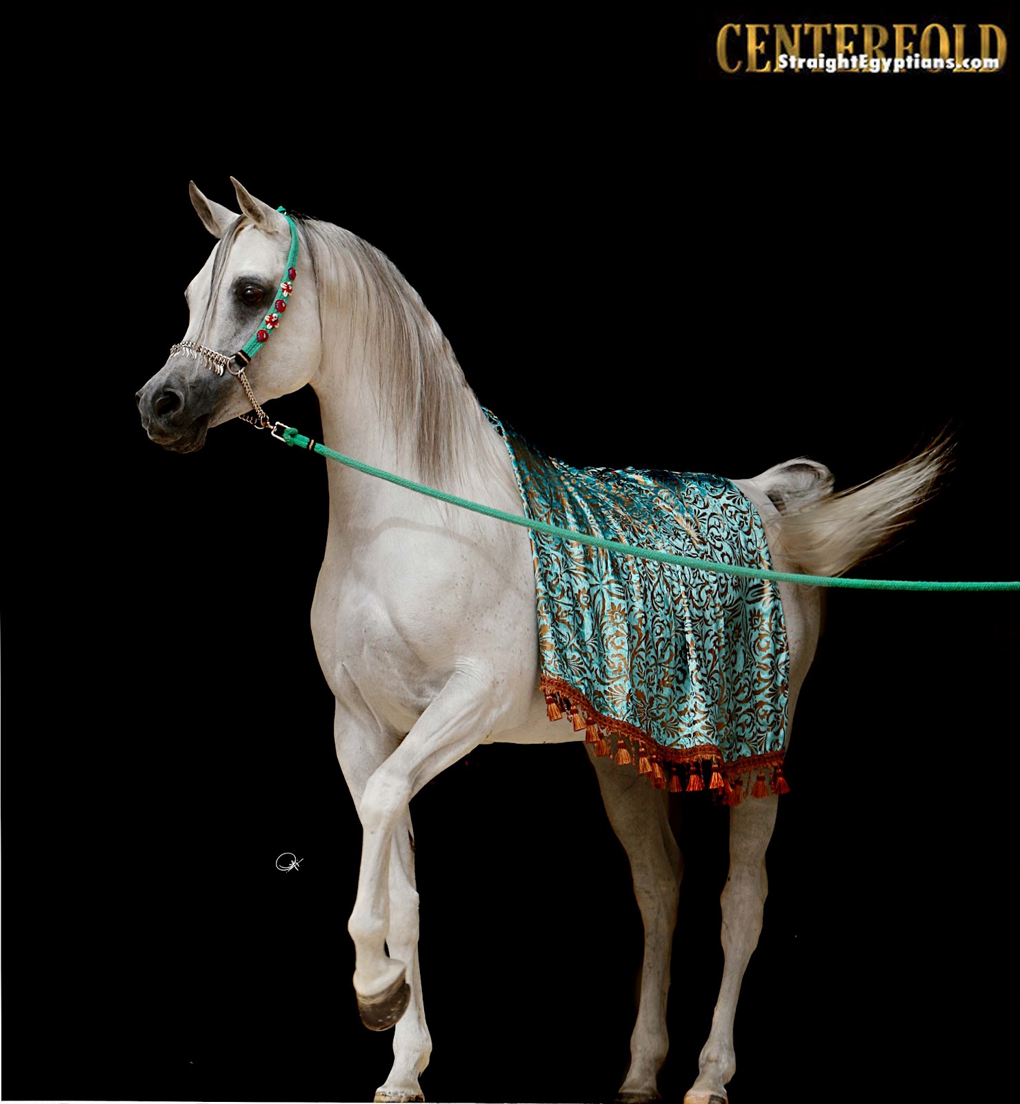 Portret konia...: Koń czystej krwi arabskiej