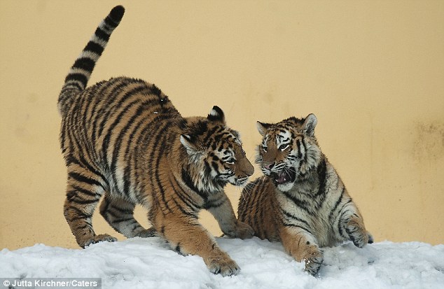 Cute: Tigers dancing on snow at Vienna zoo | Amazing Creatures