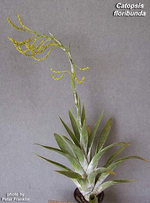 PLANT FAMILIES OF PUERTO RICO AND FLORIDA PAPO VIVES: BROMELIACEAE ...