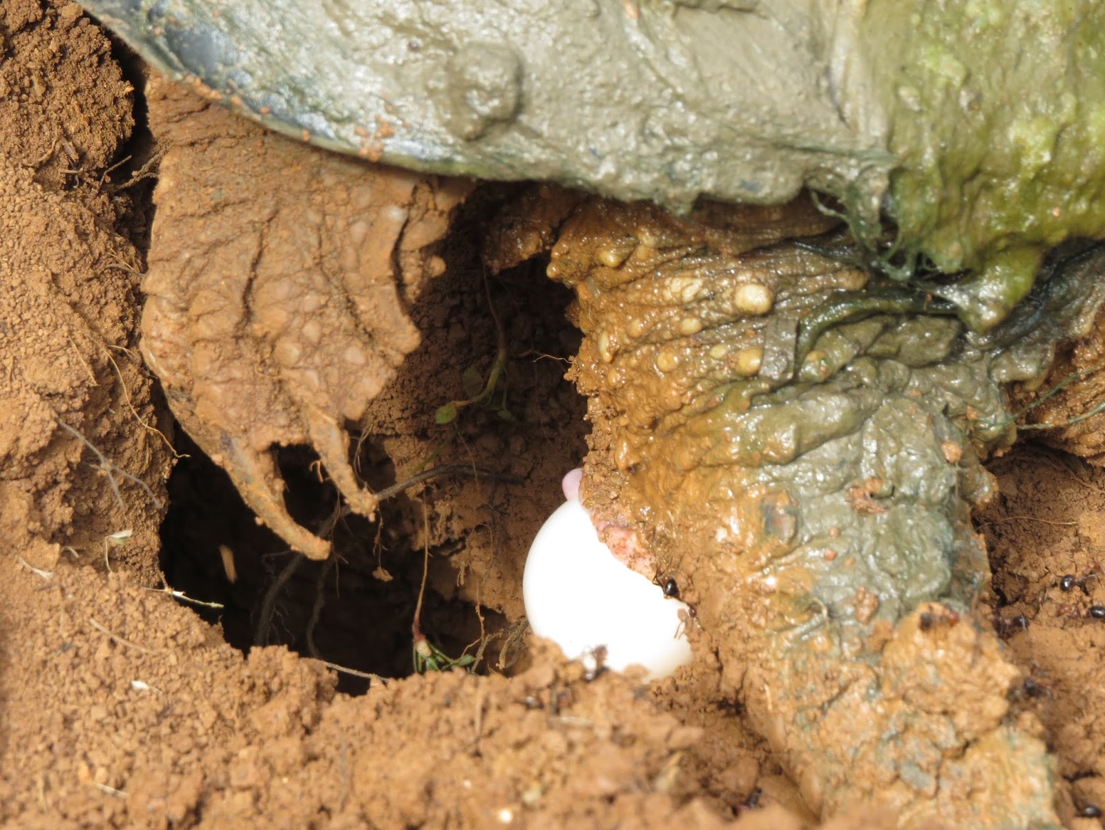 Blue Jay Barrens: Snapping Turtle Laying Eggs