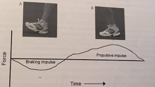 What are the optimal biomechanical principles of long jump?