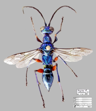 The Dark Laboratory: Zombie cockroaches