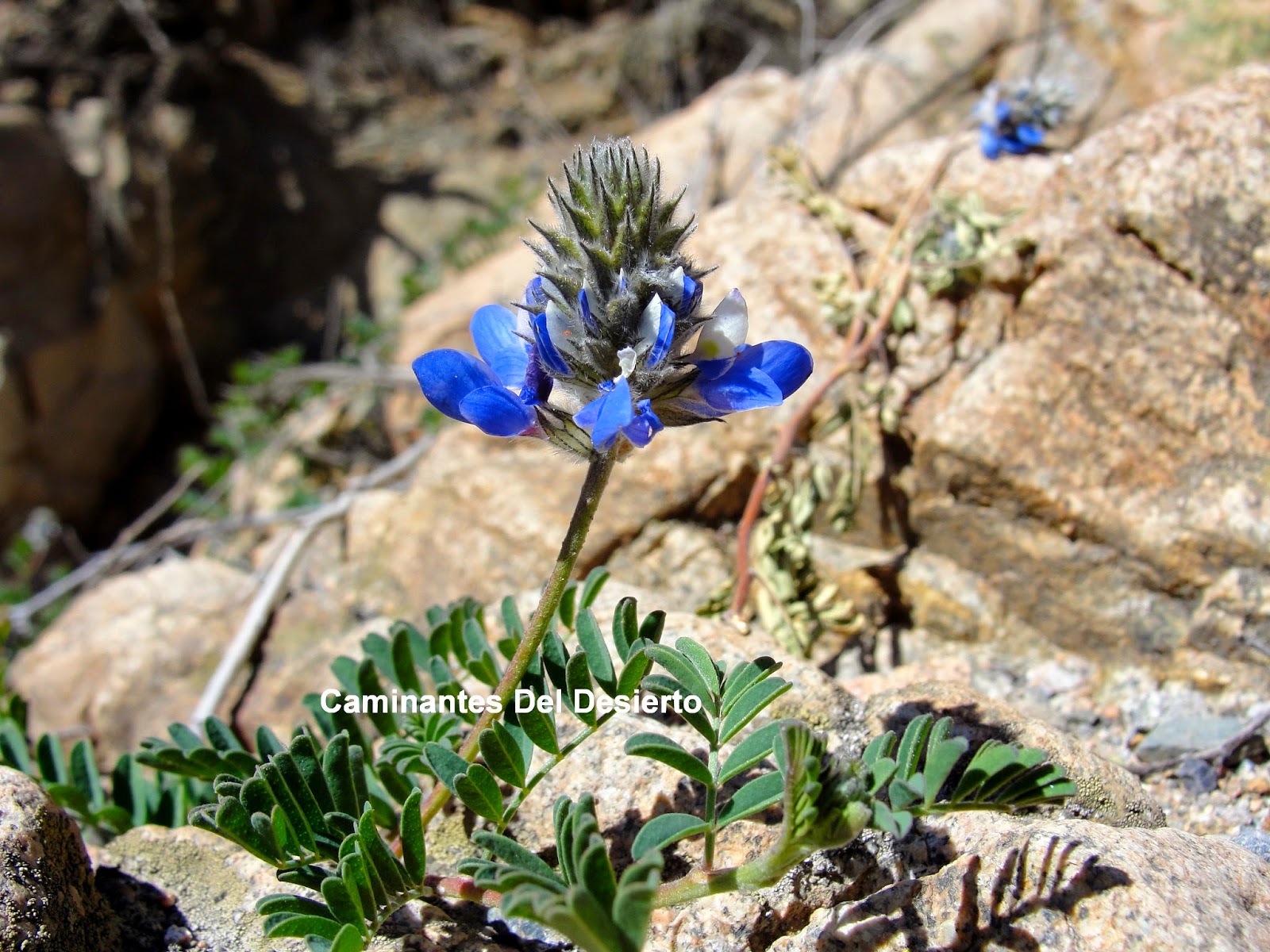 Caminantes del Desierto: EN BUSCA DE LA DALEA AZUREA
