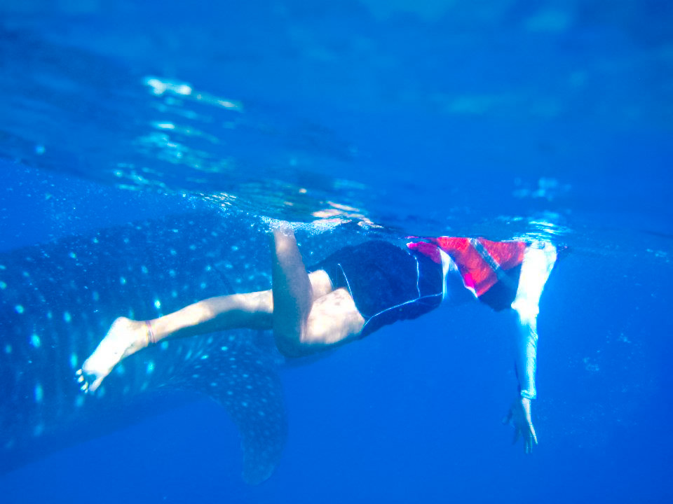 Images and Places, Pictures and Info: oslob cebu diving