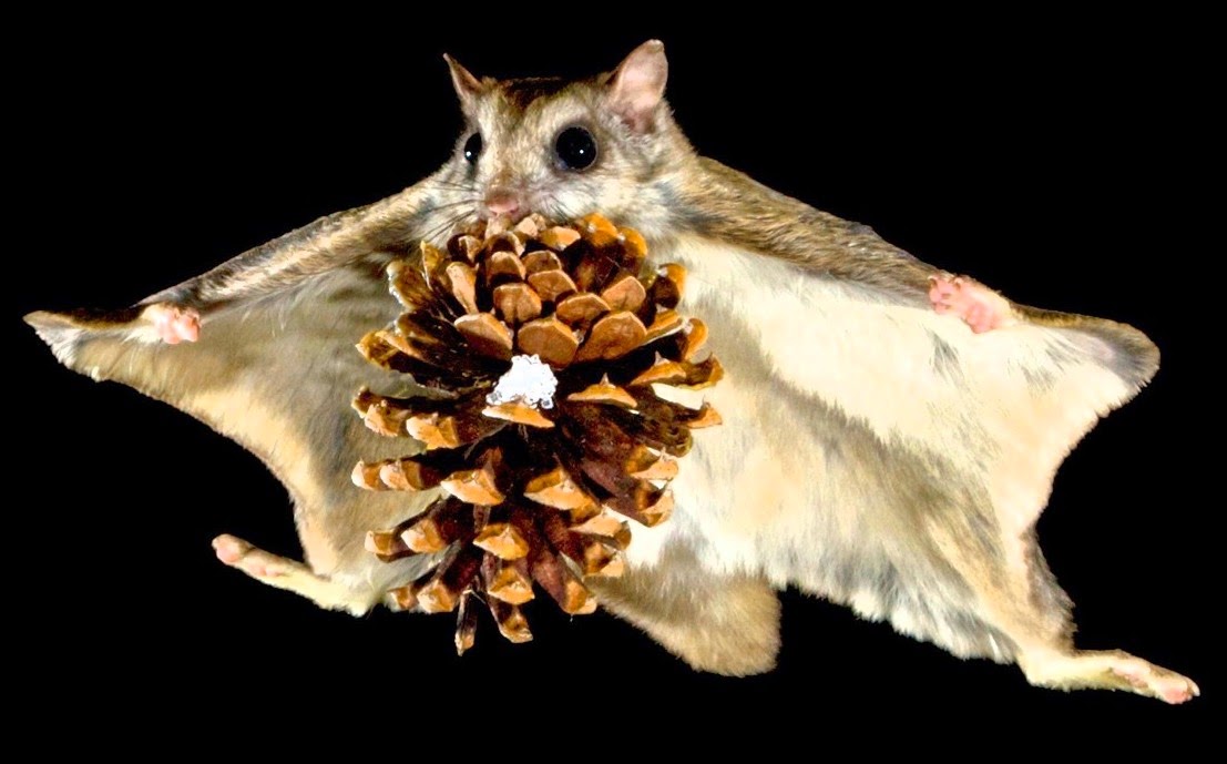 New Bible Reflections: From Gary... The real Rocky (the flying squirrel)