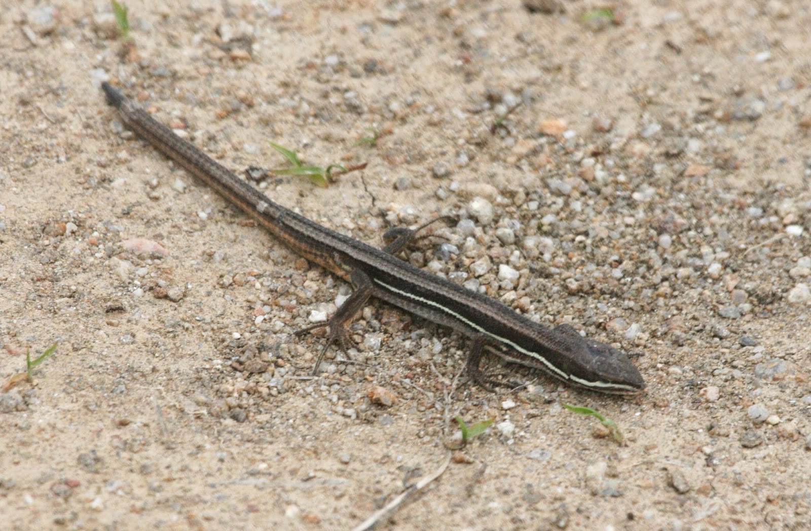 Snowy Owl Lost: Korean reptiles of late