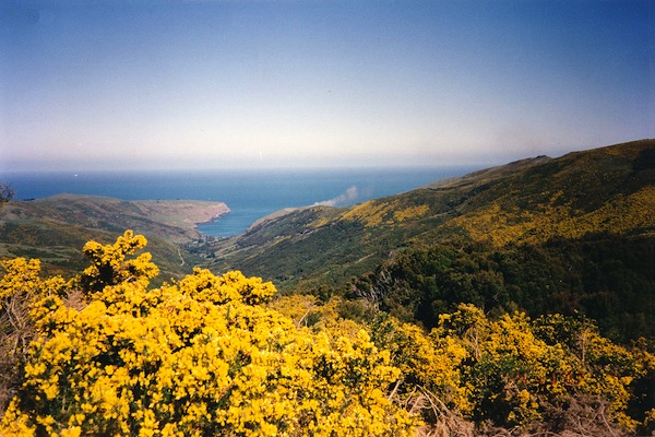 Theobrominated: Wednesday Weed: gorse