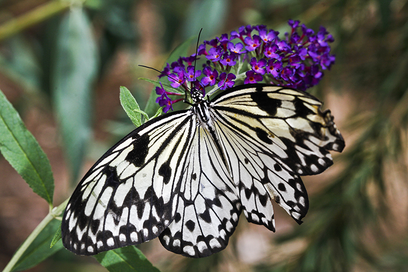FocusingOnLife: Butterfly Wonderland