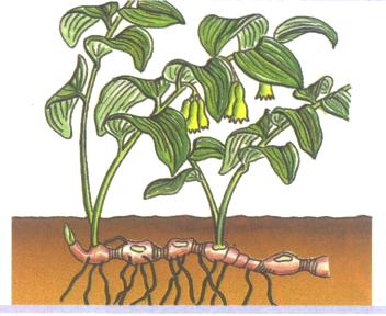 Blog personal: Laberintos V: el rizoma