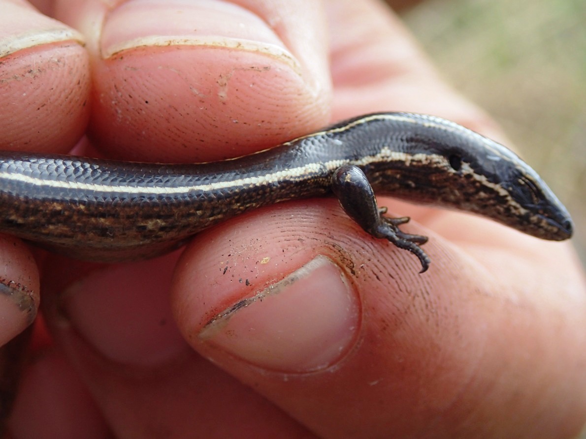 Keeping in touch with Mark Yungnickel: Working on Little Barrier Island