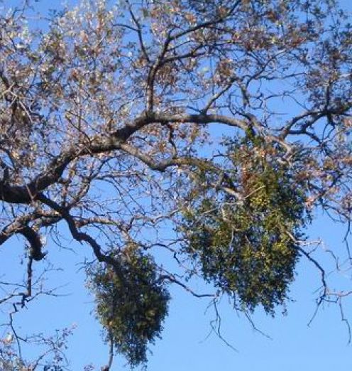Seed to Feed Me: HOW TO GROW MISTLETOE FROM SEED