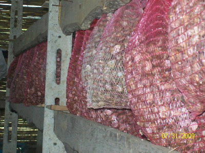 Ferme Kermilli Kavaje-Albania: Kultivimi i kermillit