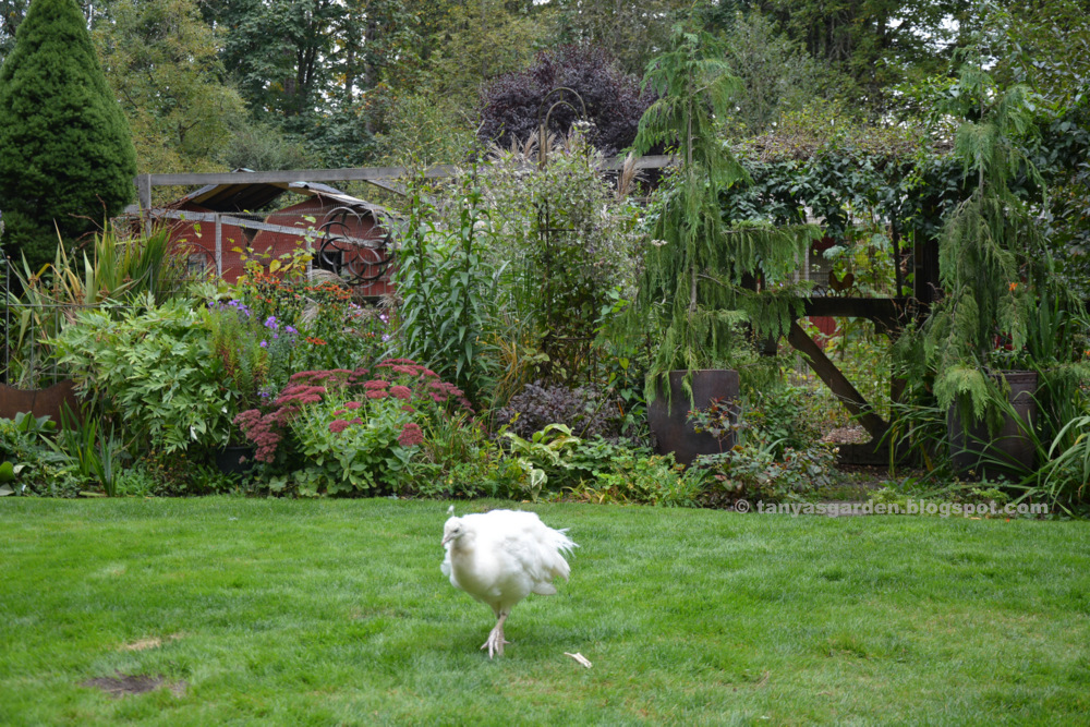 MySecretGarden: Visit to The Old Goat Farm