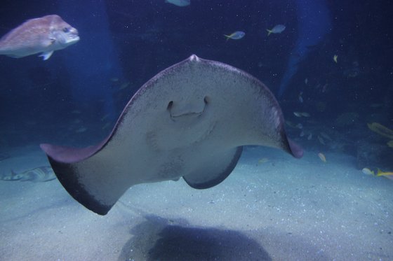 Cibo ForMe: Il pesce che ti guarda, 30 minuti a tavola!