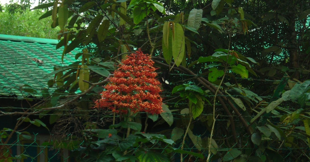 Pokok Kak Syida: Clerodendrum paniculatum @ Bunga Pagoda