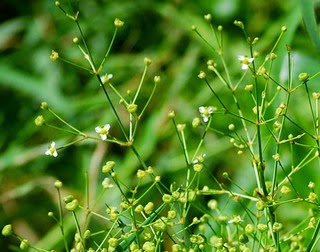 plantas Medicinales: Los Beneficios de el Alisma