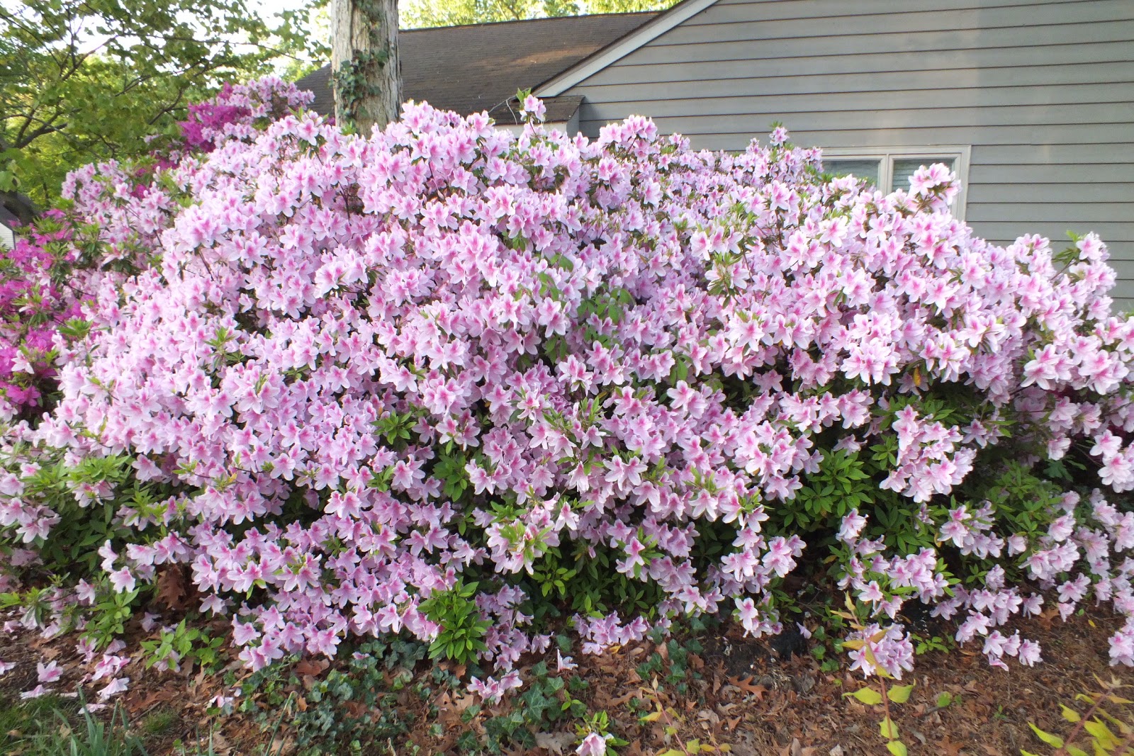 Gene's Garden: May Flowers