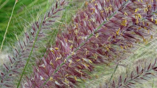 MAP: ORNAMENTAL FOUNTAIN GRASS