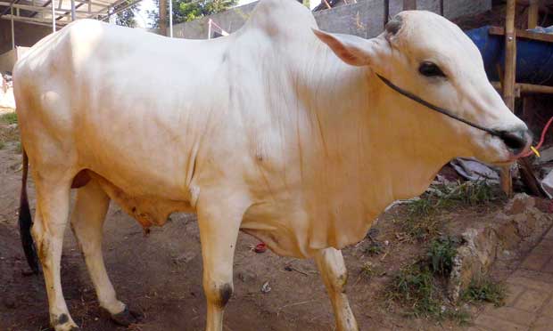 Hal-Hal yang Perlu Diketahui Sebelum Makan Steak