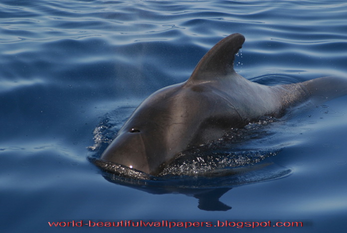 Beautiful Dolphins | Zone Wallpaper Backgrounds