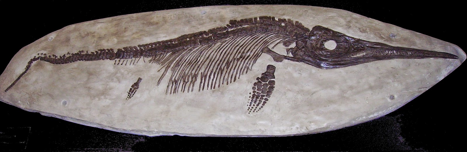 Que Son Los Restos Fosiles Wikipedia - Descargar Pdf