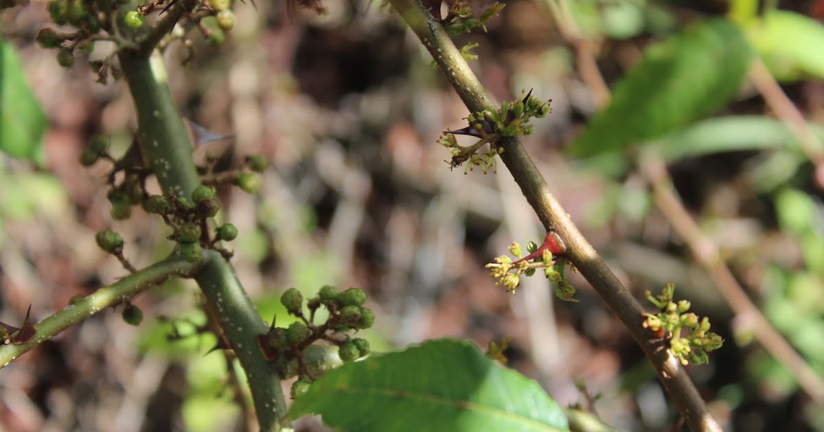 andaliman dan attarasa: andaliman bumbu orang batak