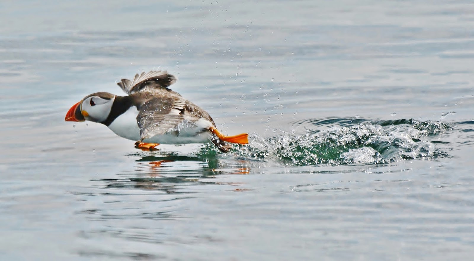 native2sussexbirding: PUFFIN's & Razorbill's