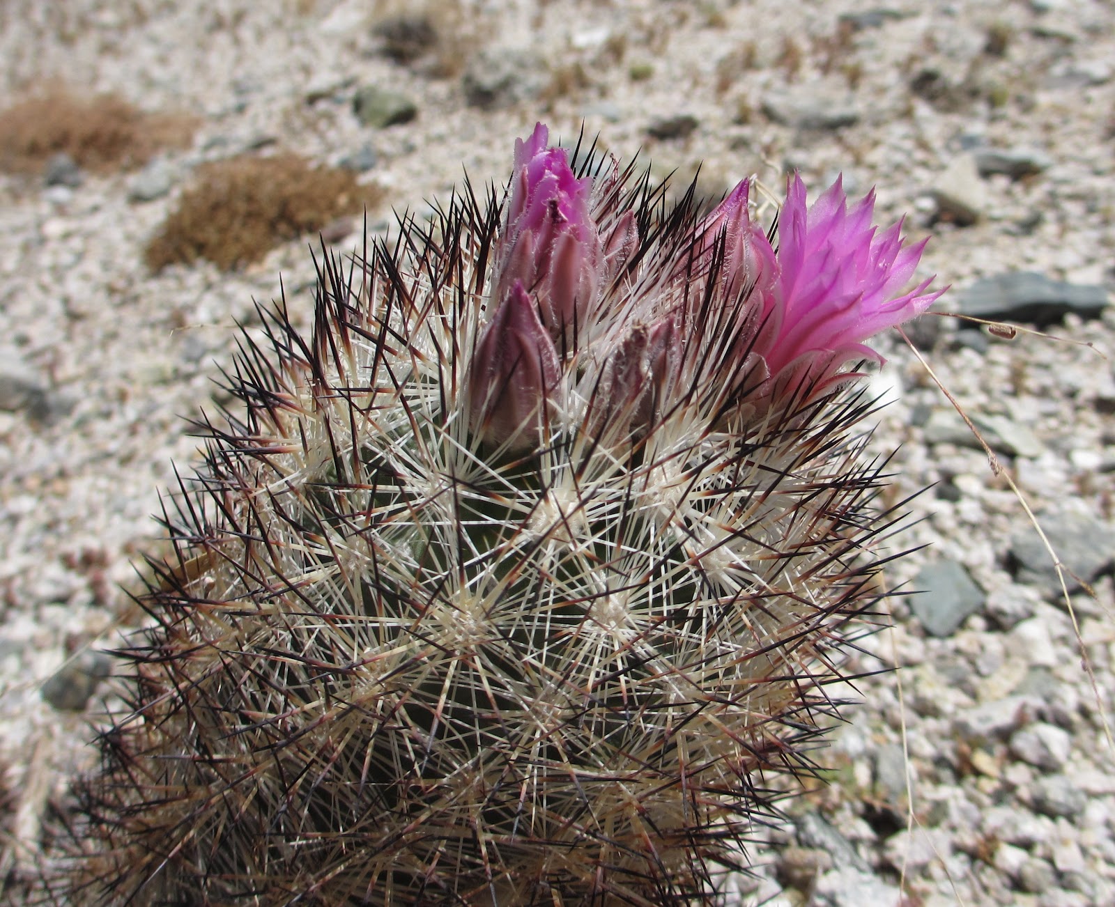 Cannundrums: Fishhook Cactus