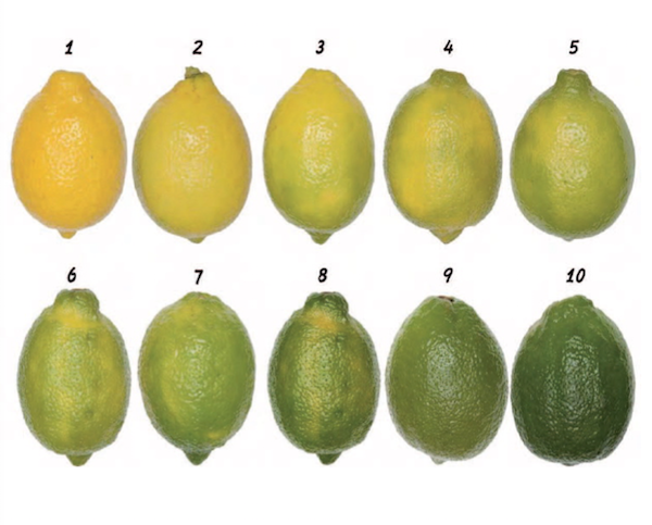 LIMONES VARIEDADES