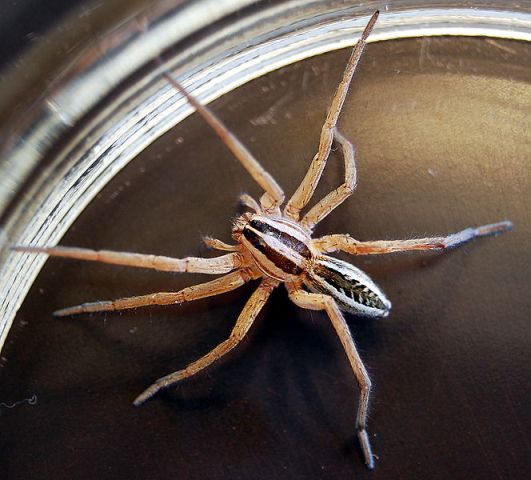Dangerous Spiders In Texas