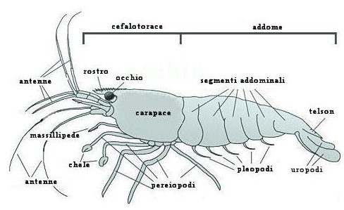 Internal Anatomy Of Shrimp