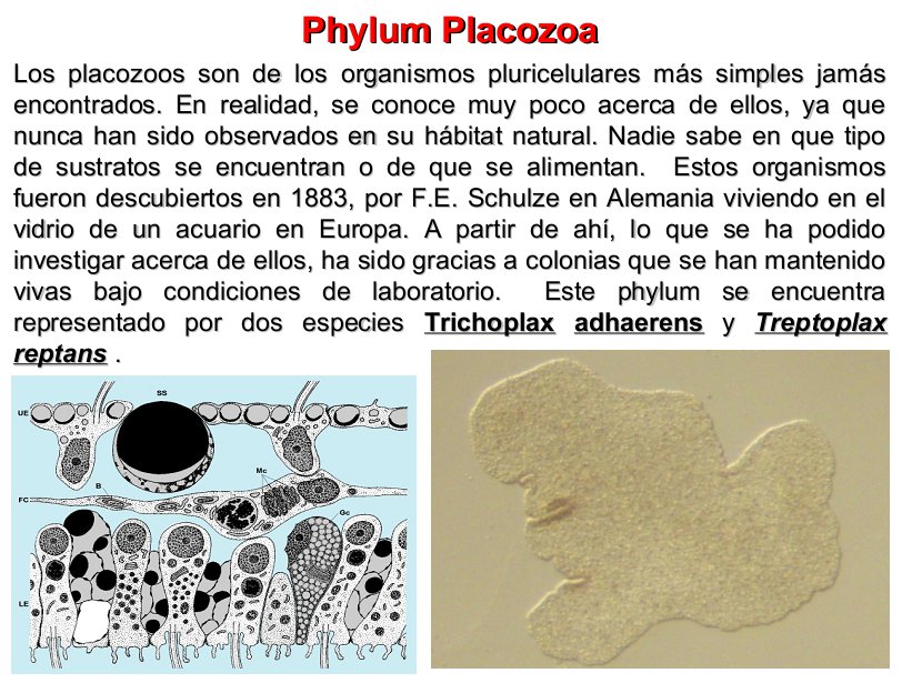 el Blog del Profe de Biolo: Aspectos Generales del Phylum Placozoa
