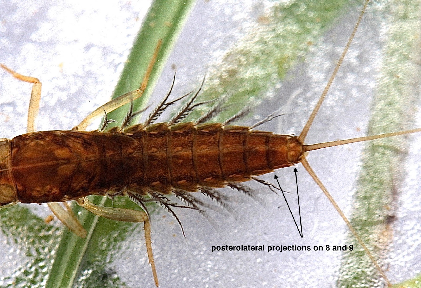 Aquatic Insects of Central Virginia: Our common pronggilled mayfly ...