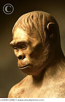 PENJELASAN DAN JENIS PITHECANTHROPUS - Everything