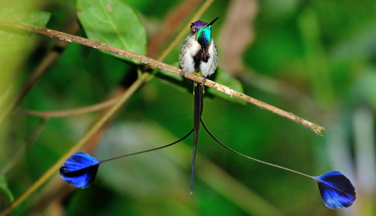 PLAAN : El Colibrí Cola de Espátula Brilló en el Birding Rally ...